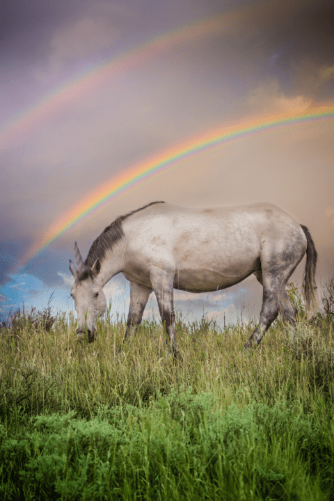 Licorne : pourquoi on aime tant cette créature fantastique